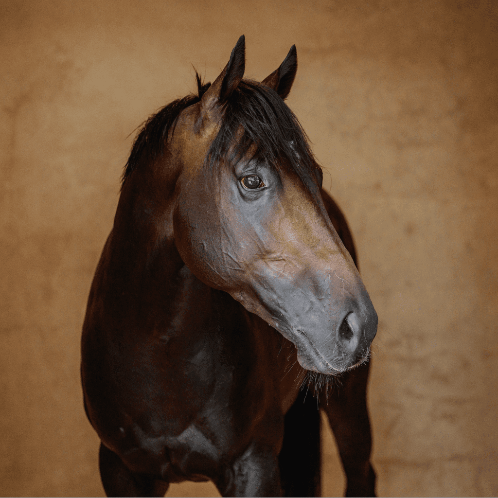 Our story | Wathnan Racing