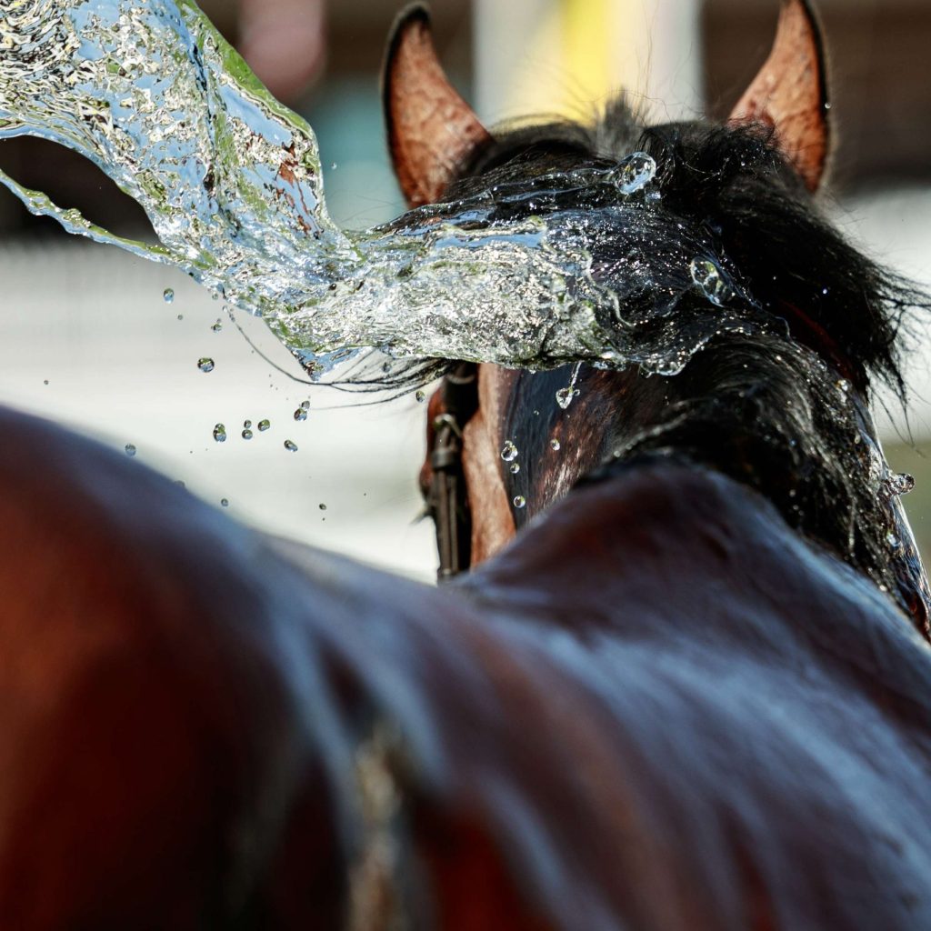 Films and photos | Wathnan Racing