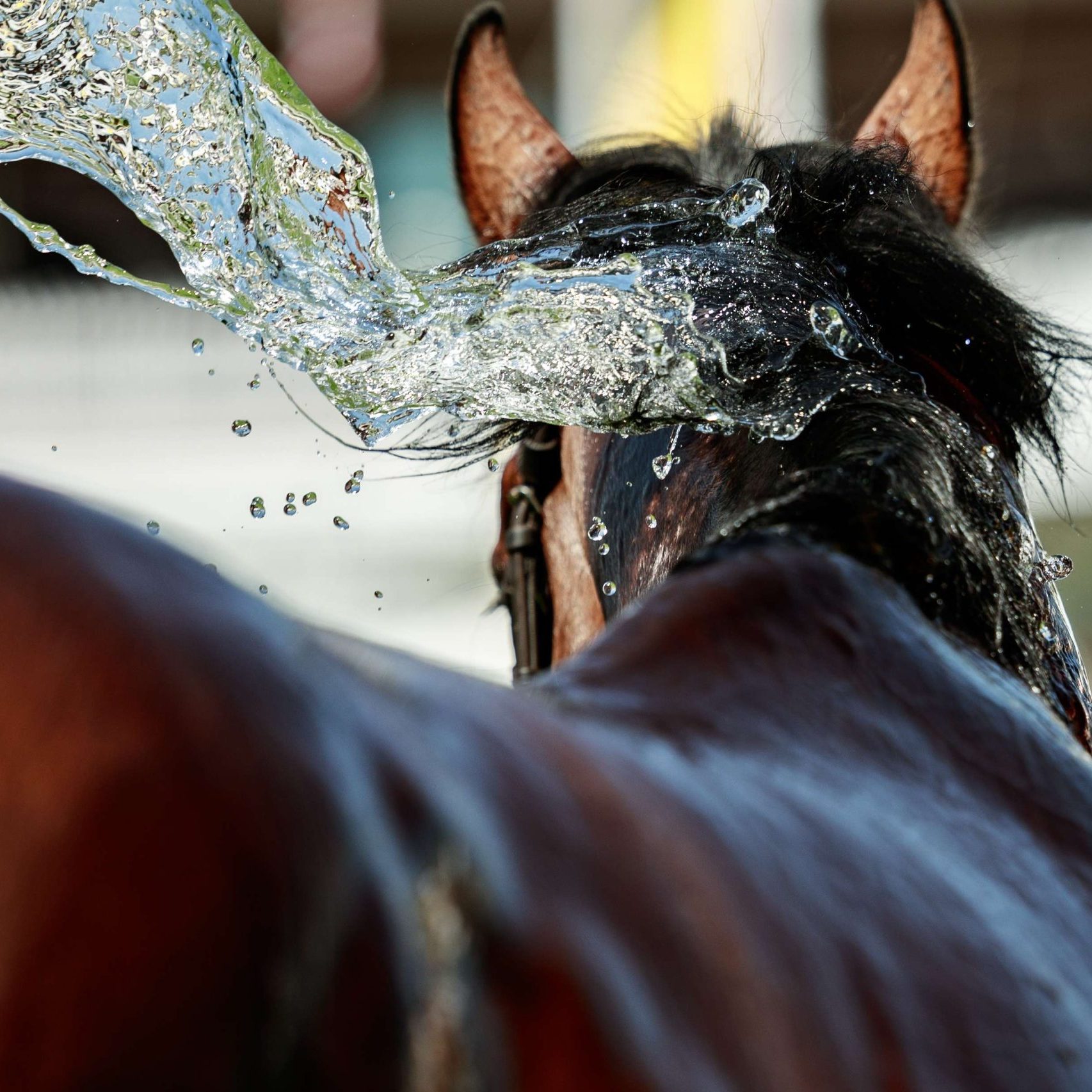 Films and photos | Wathnan Racing